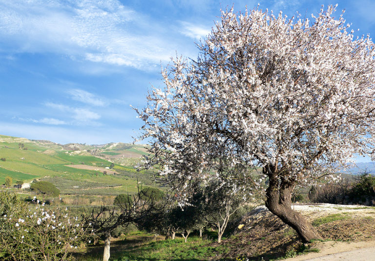 amandelboom-calatafimi-februari - on-Sicily